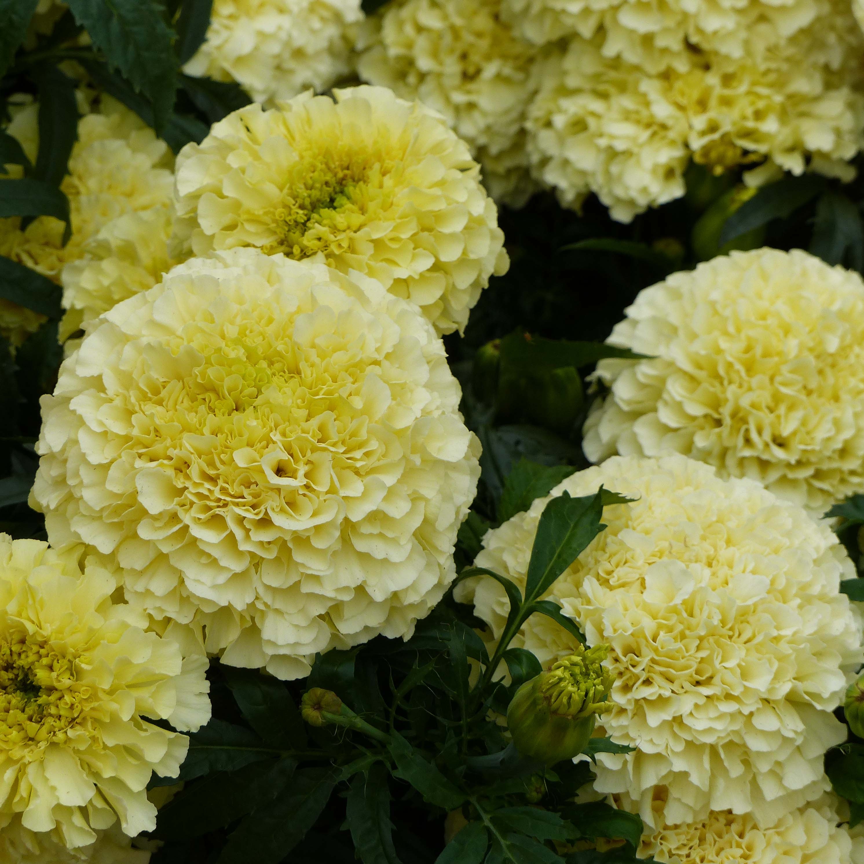 African Marigold F1 Vanilla - Tagetes erecta nana.