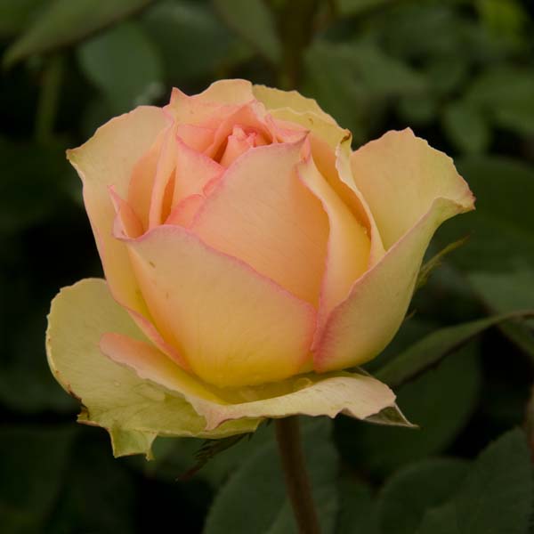 'Jalitah' rose with large flowers