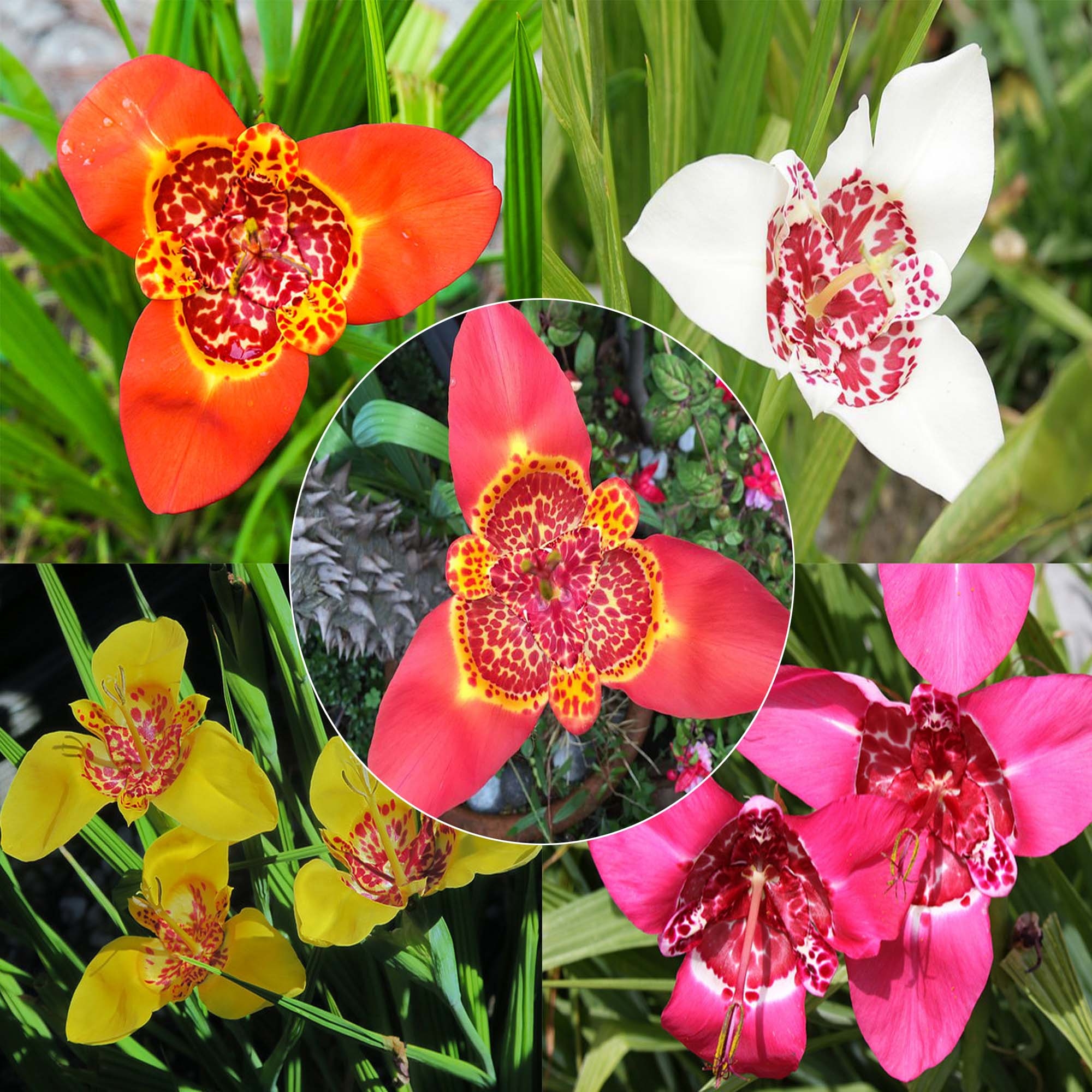 Tigridia pavonia Mix - Bulbous plant in a mix of colours.