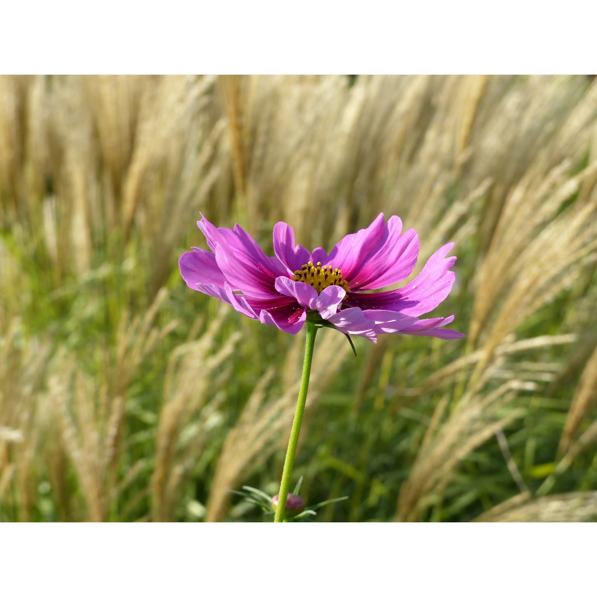 The Sensation Radiance Giant Cosmos - Cosmos bipinnatus - Large carmine ...