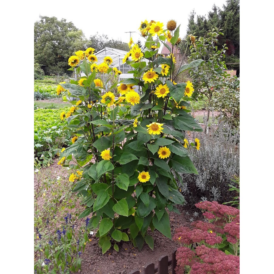 Helianthus decapetalus 'Flore Plenus' - Sunflower - Perennial with ...