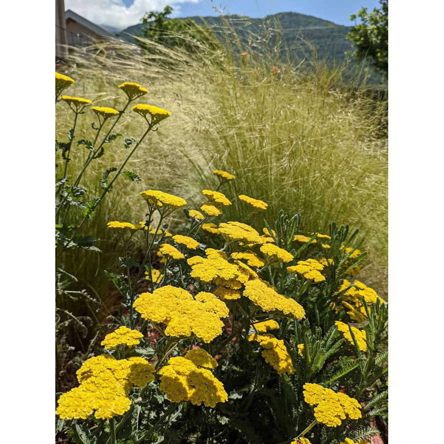 Achillea 'Little Moonshine' - a bright yellow yarrow, a compact and ...