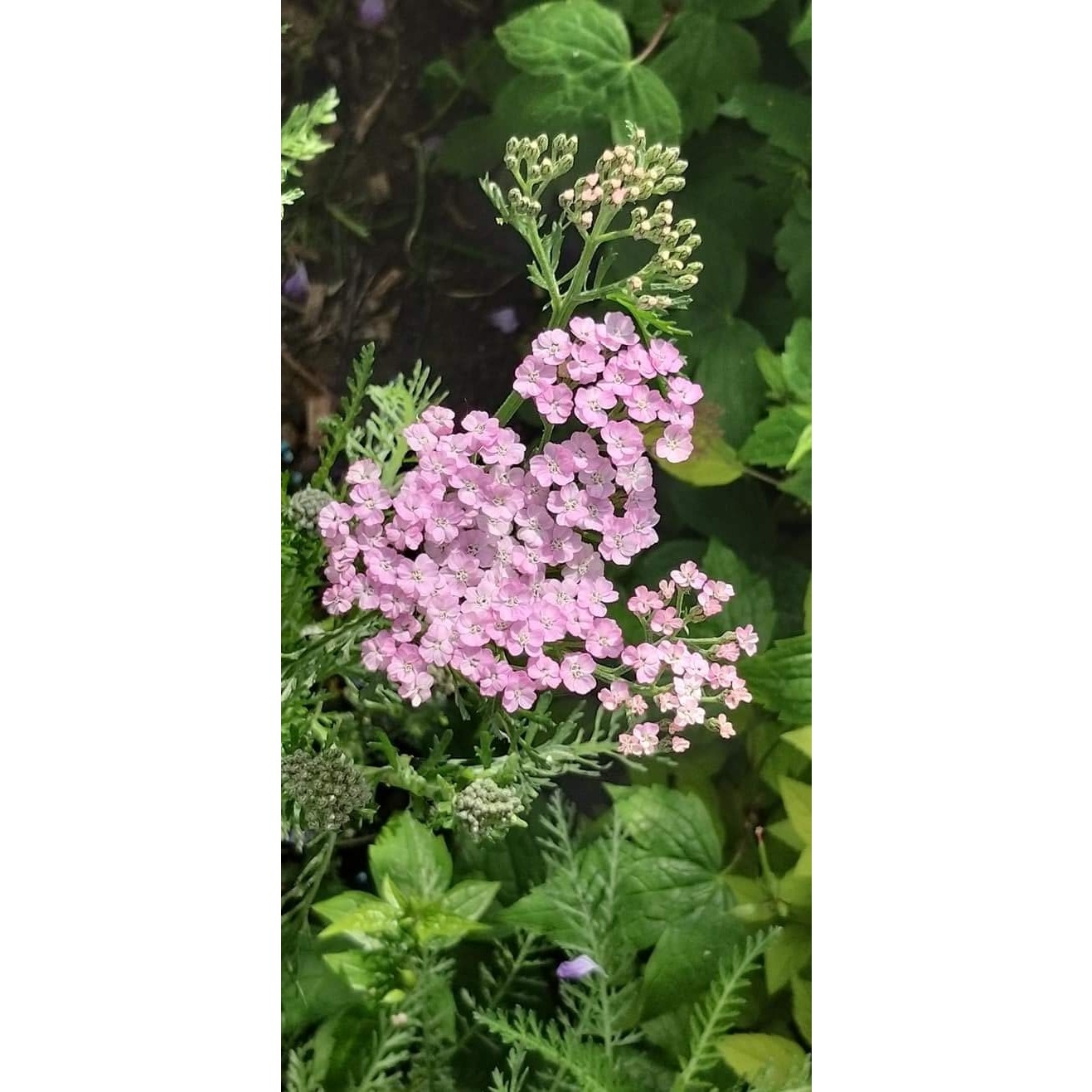 'Wonderful Wampee' Yarrow - Long flowering in pink to pale pink