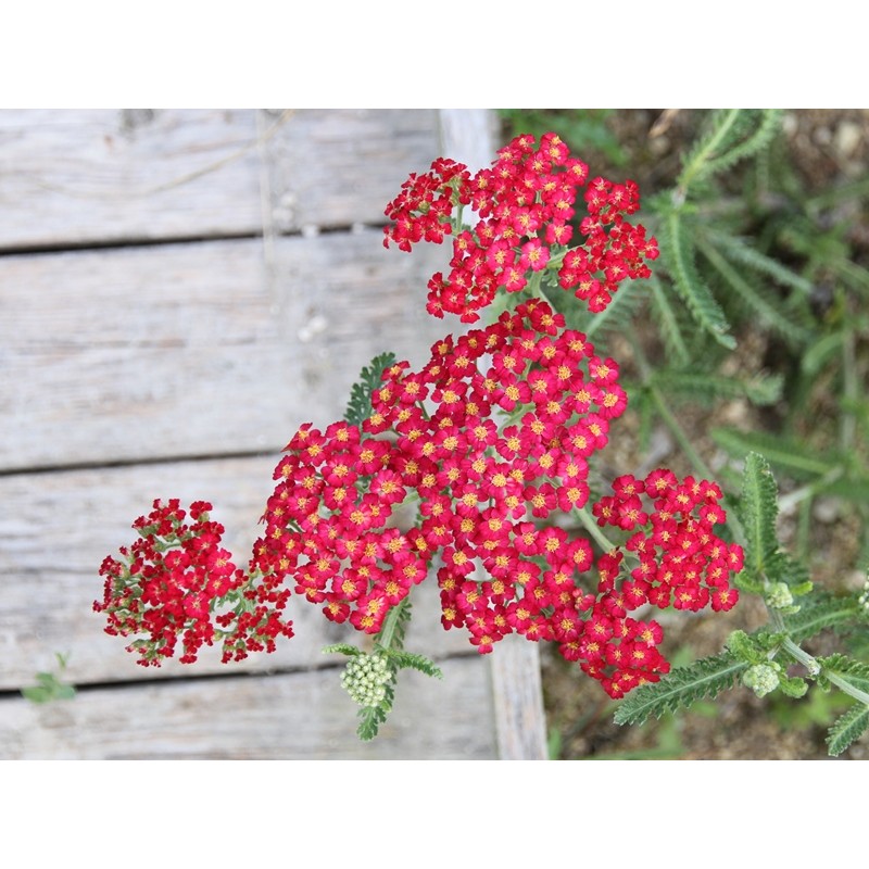 Yarrow Paprika - Orange-red Achillea