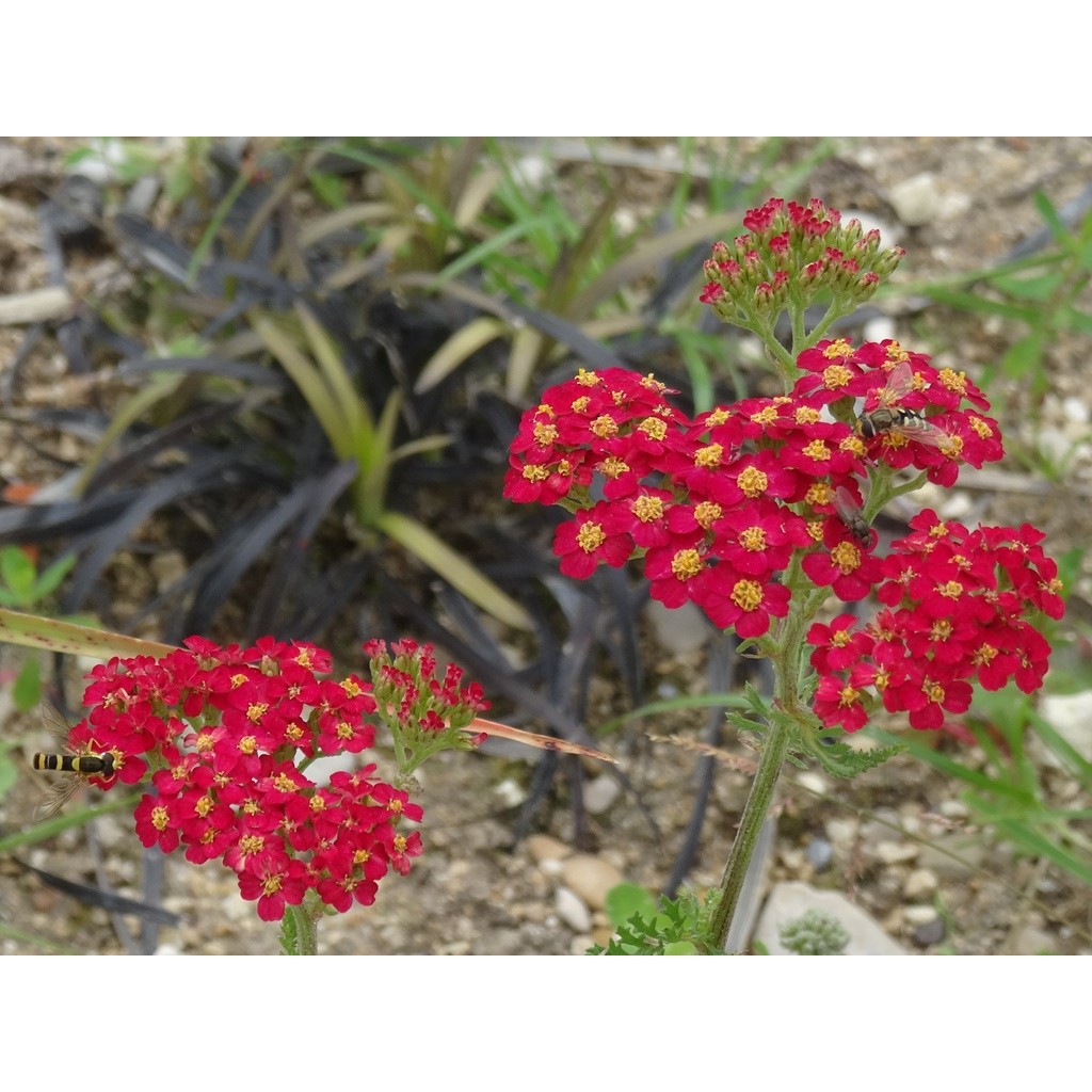 Yarrow Paprika - Orange-red Achillea
