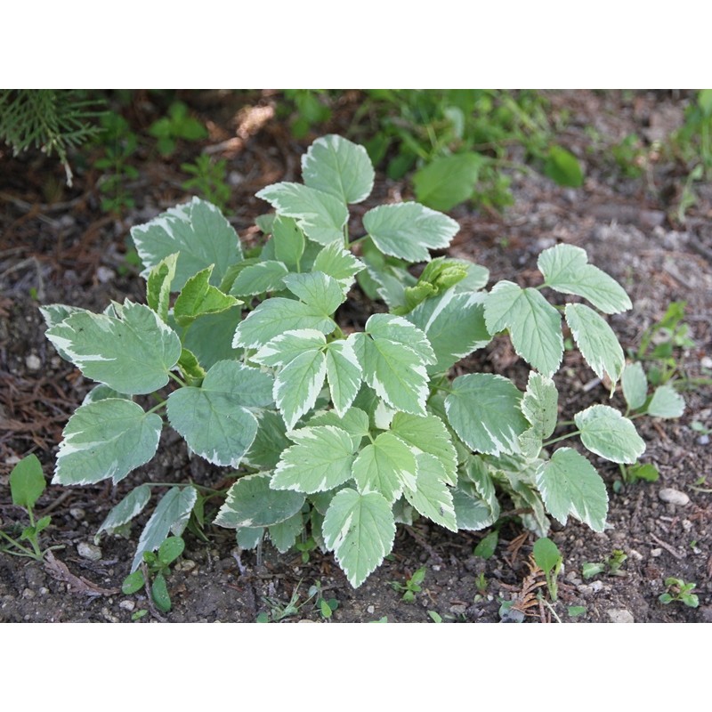 Aegopodium podagraria 'Variegata' - Variegated goutweed herb