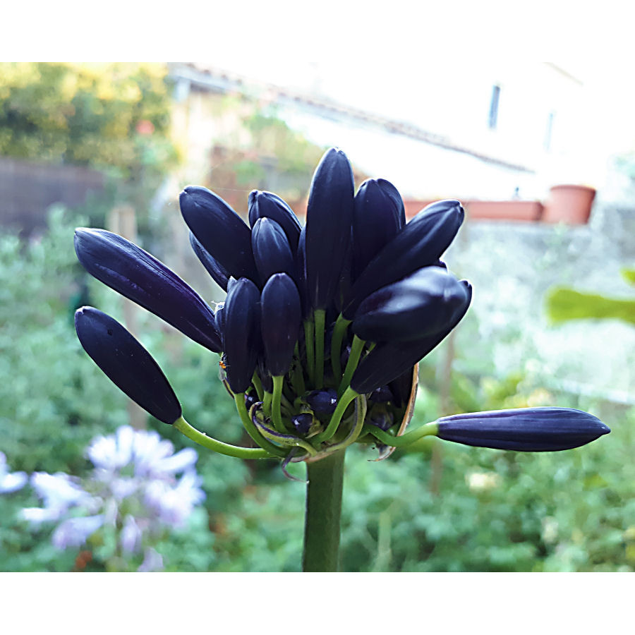 'Black Magic' Agapanthus - Black buds and indigo blue flowers