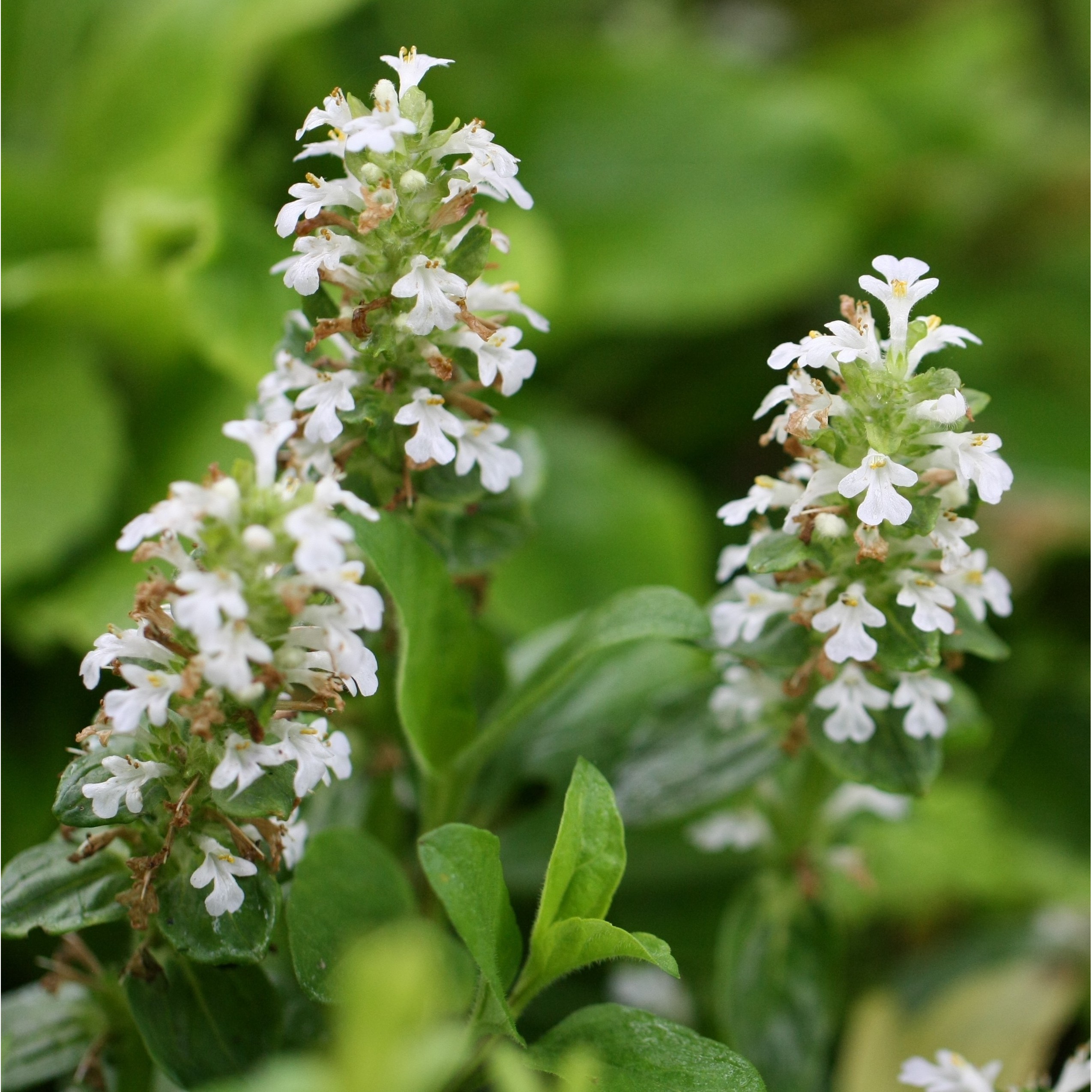 Ajuga reptans Sanne - Creeping bugle - Groundcover with white flowers.