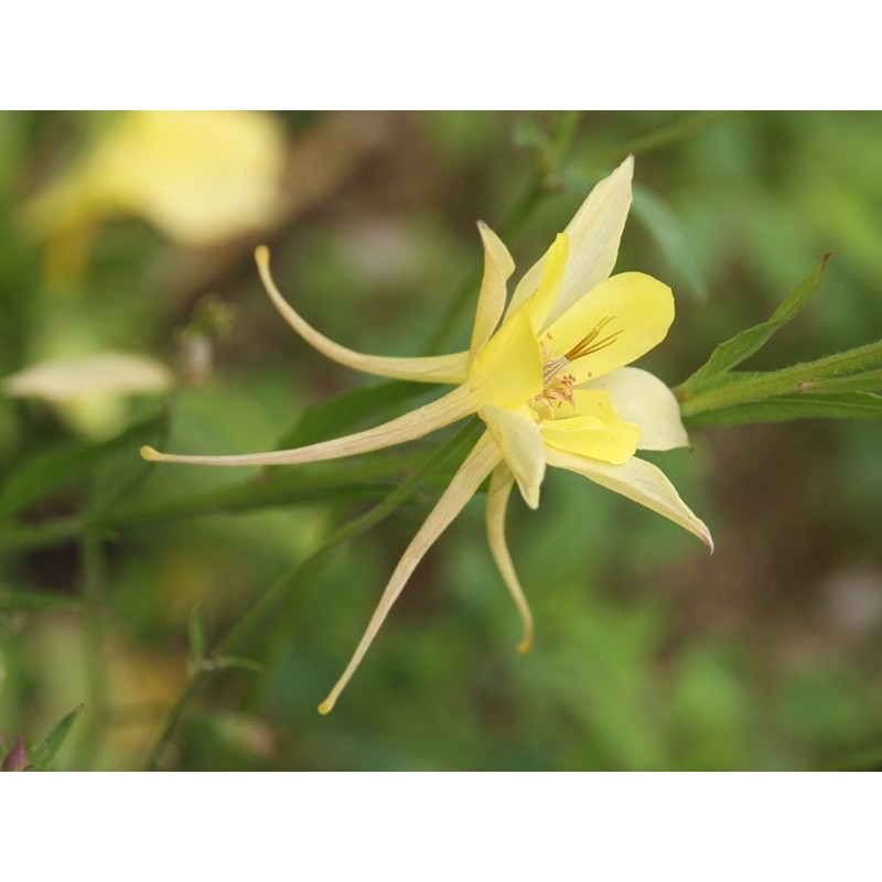 Aquilegia chrysantha Yellow Queen - Lemon-yellow flowered columbine ...
