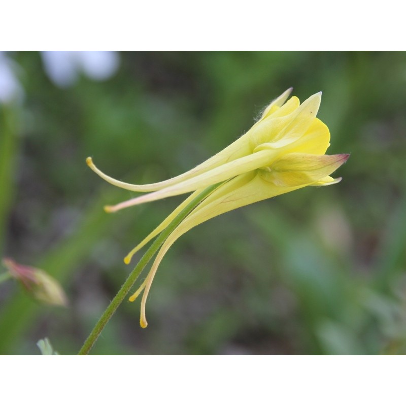 Aquilegia chrysantha Yellow Queen - Lemon-yellow flowered columbine ...
