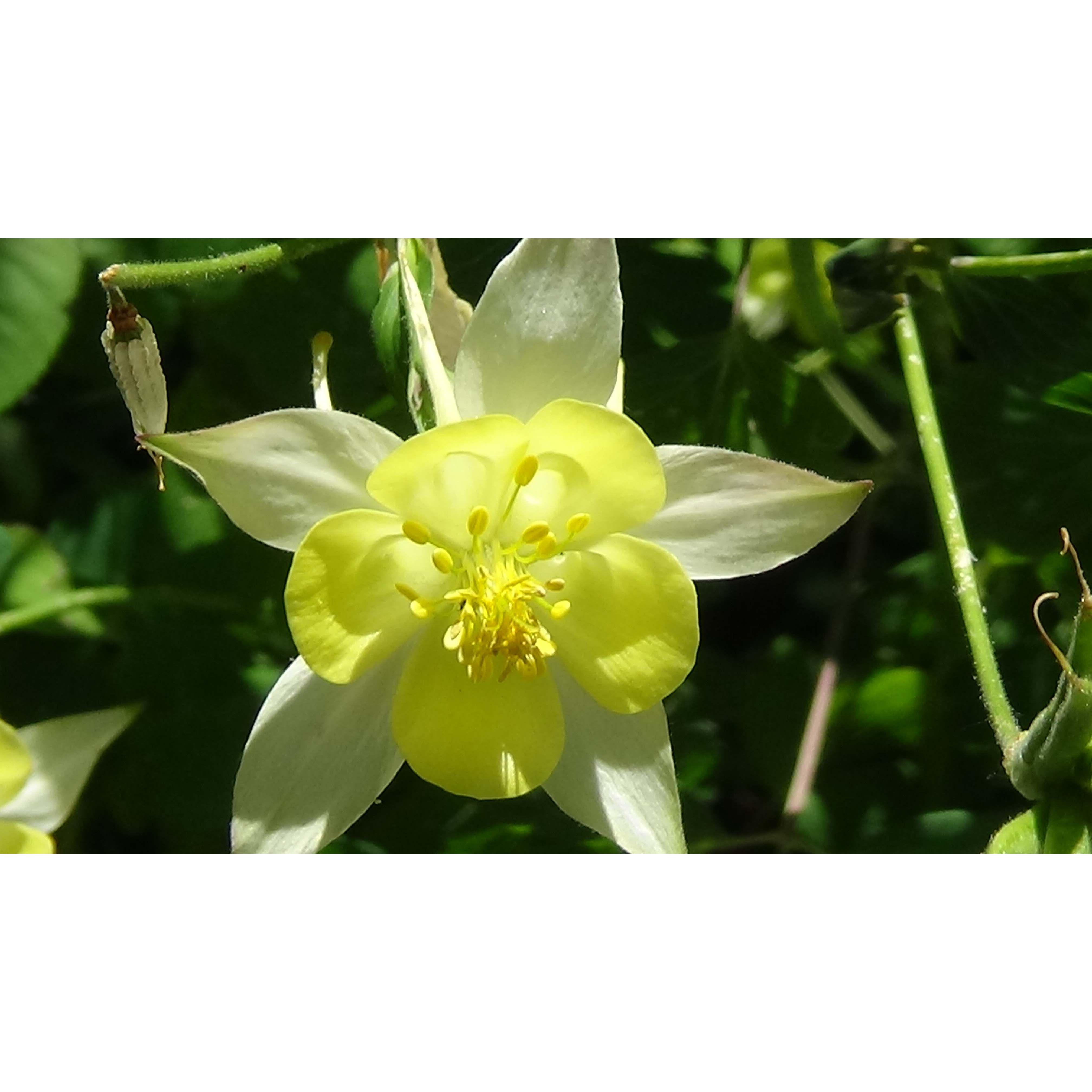 Aquilegia chrysantha Yellow Queen - Lemon-yellow flowered columbine ...