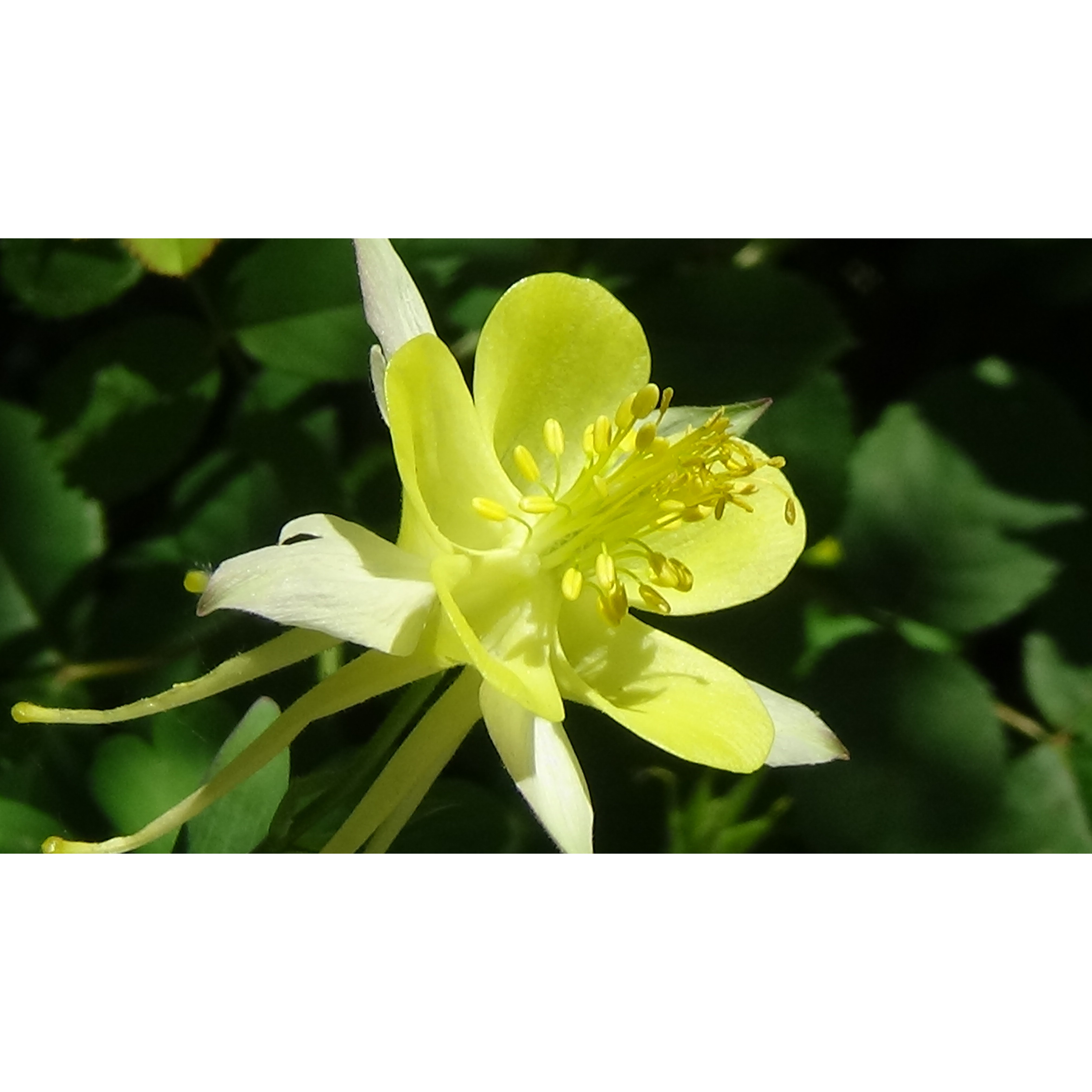 Aquilegia chrysantha Yellow Queen - Lemon-yellow flowered columbine ...