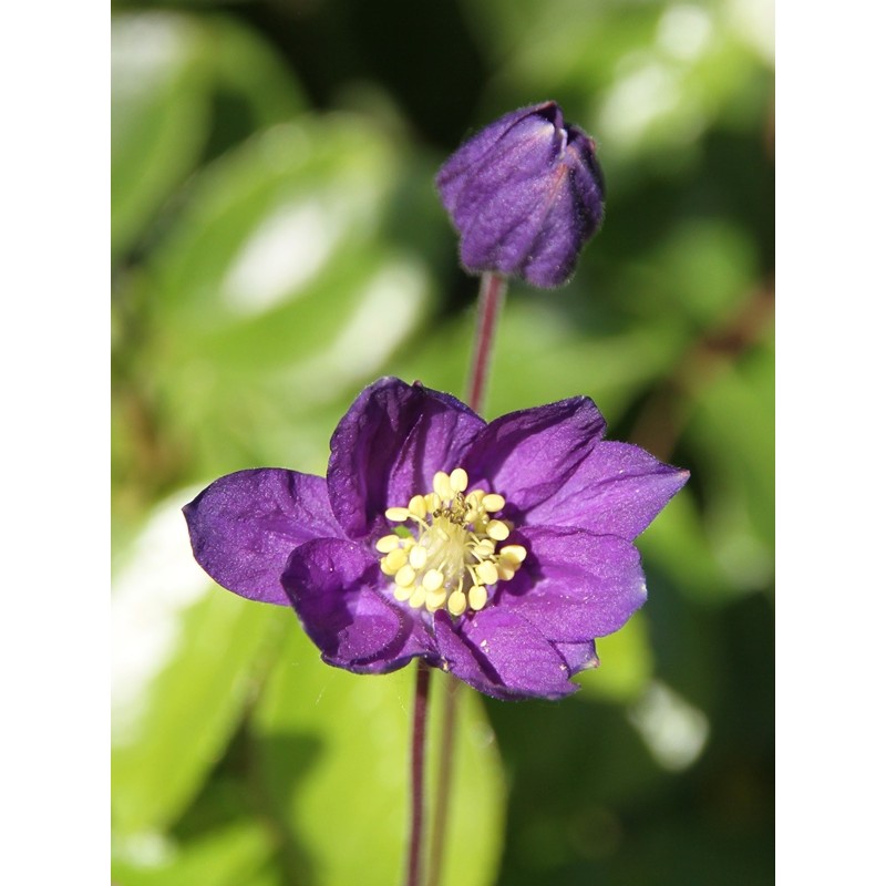 Clementine Blue - Blue Aquilegia vulgaris with double flowers