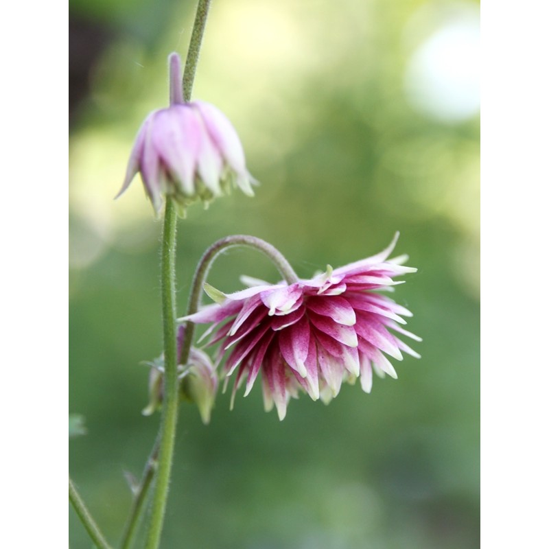 Hybrid Columbine Nora Barlow - Aquilegia Nora Barlow
