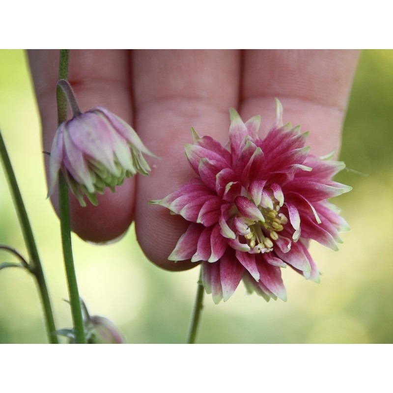 Hybrid Columbine Nora Barlow - Aquilegia Nora Barlow
