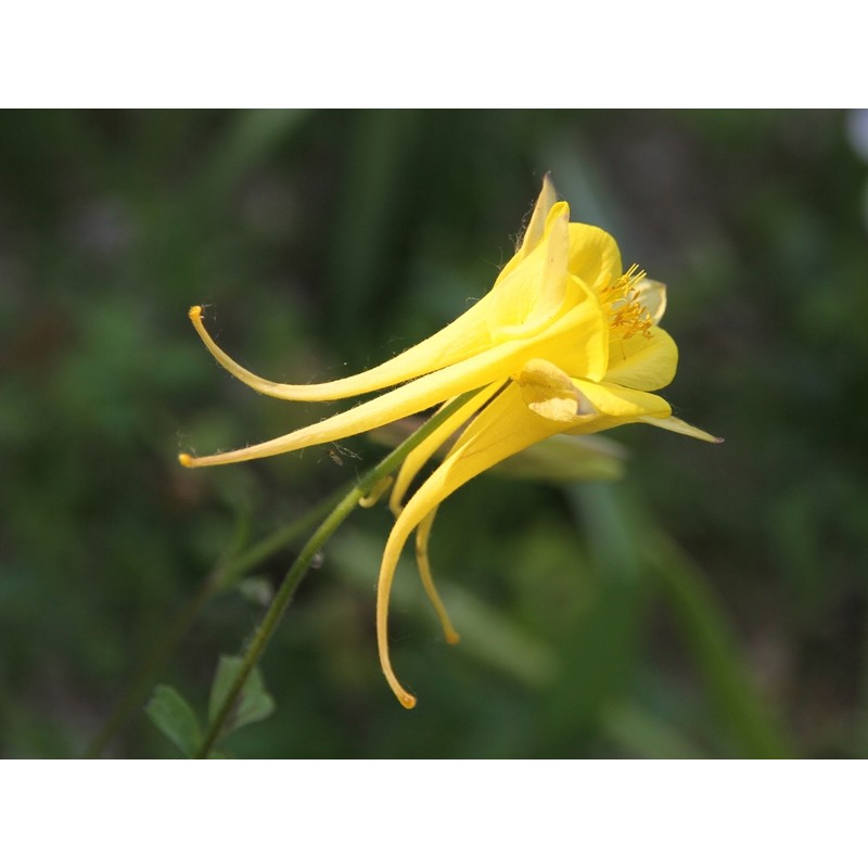 Aquilegia chrysantha Yellow Queen - Lemon-yellow flowered columbine ...