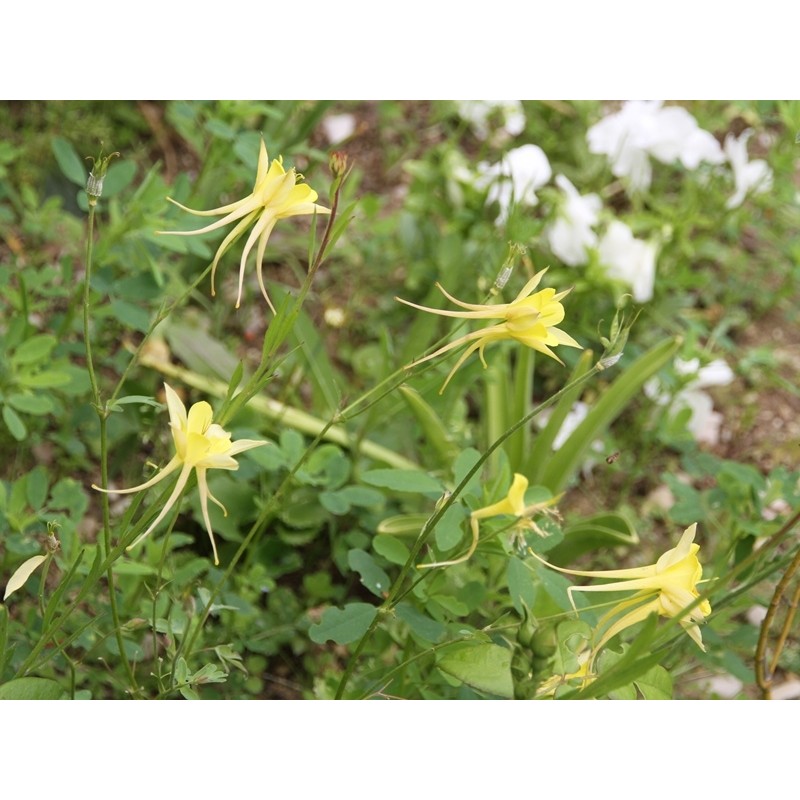 Aquilegia chrysantha Yellow Queen - Lemon-yellow flowered columbine ...