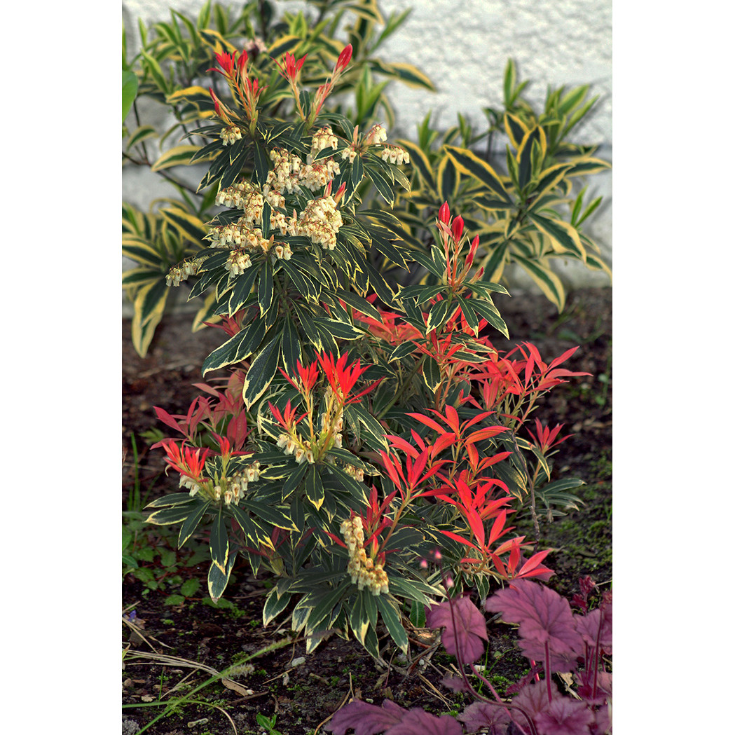 Pieris japonica Flaming Silver – Variegated Japanese Andromeda