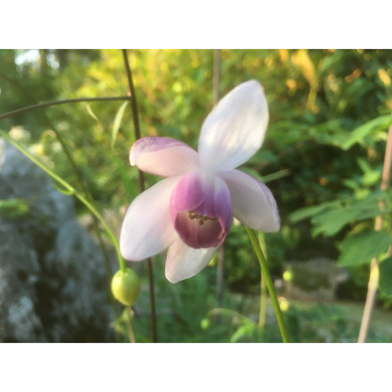 Anemonopsis macrophylla - False anemone with delicate lilac-blue flowers.