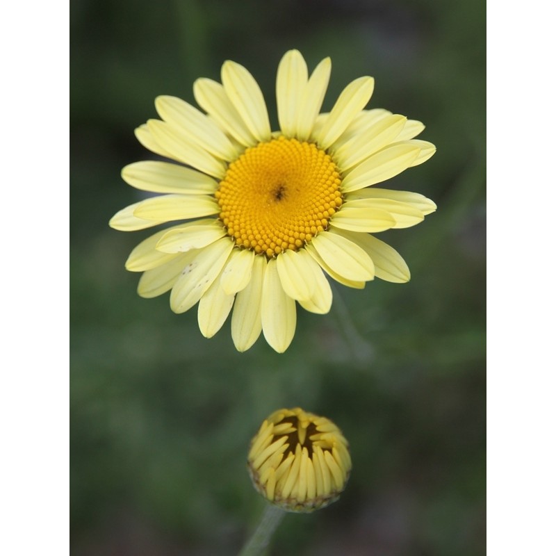 Anthemis tinctoria E.C. Buxton - Perennial with abundant flowering of ...