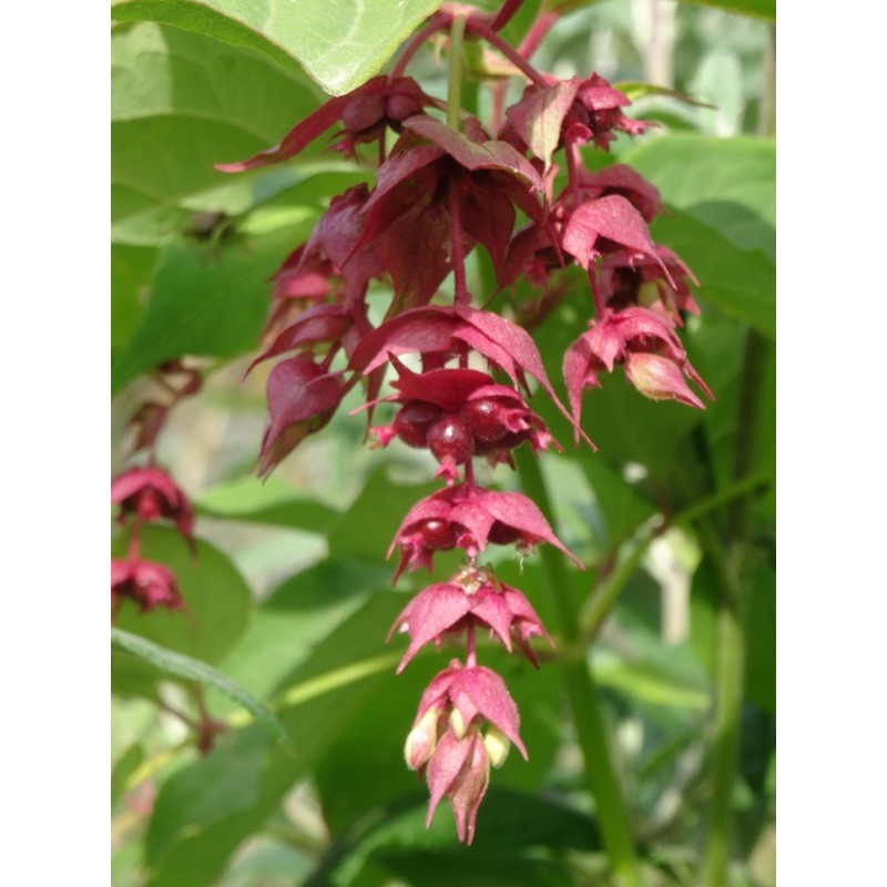 Purple Rain Pheasant's Bush - Leycesteria formosa, decorative bush.