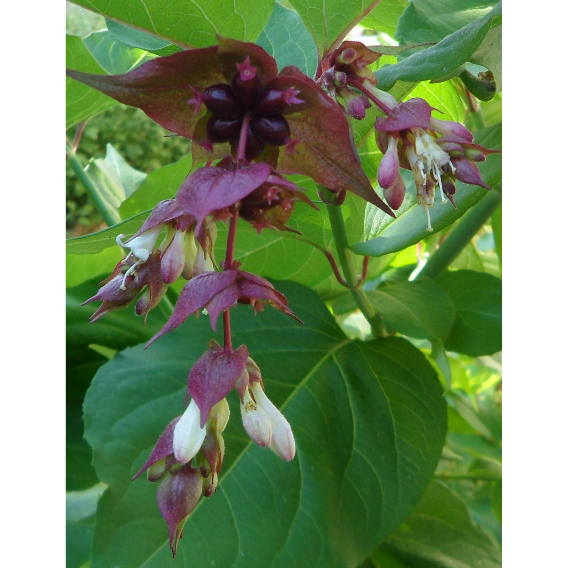 Purple Rain Pheasant's Bush - Leycesteria formosa, decorative bush.