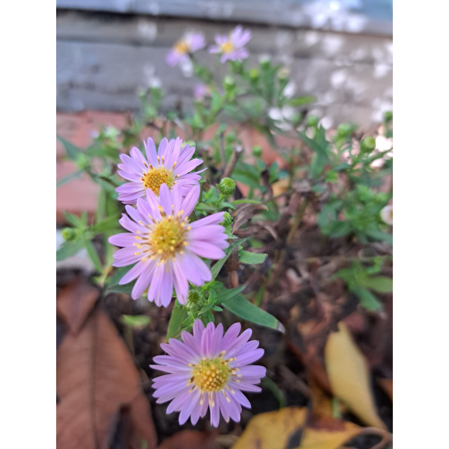Aster dumosus Marjorie - Compact dwarf aster with soft pink flowers.