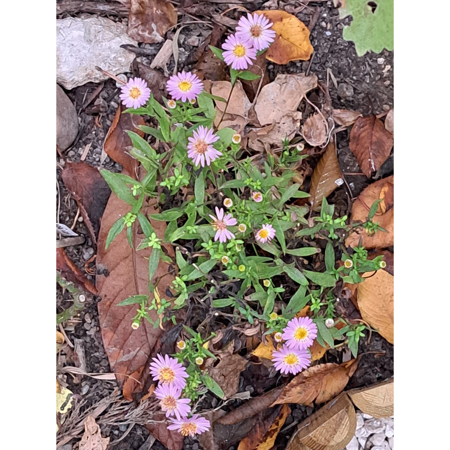 Aster dumosus Marjorie - Compact dwarf aster with soft pink flowers.