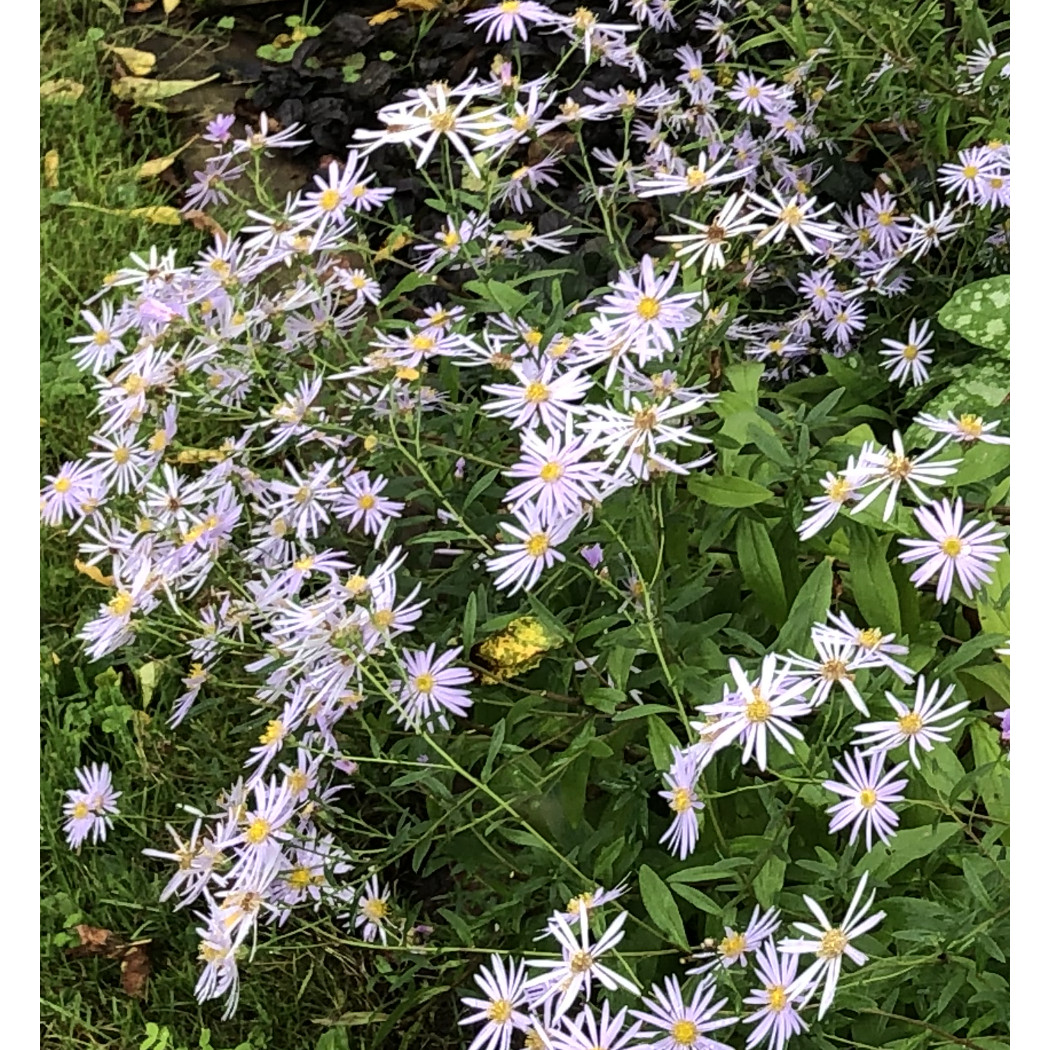 Aster pyrenaeus Lutetia - Pyrenean Aster - Aster of the Pyrenees ...