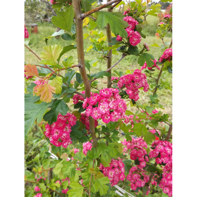 Crataegus laevigata Paul's Scarlet - Hawthorn - Thorny bush with double ...