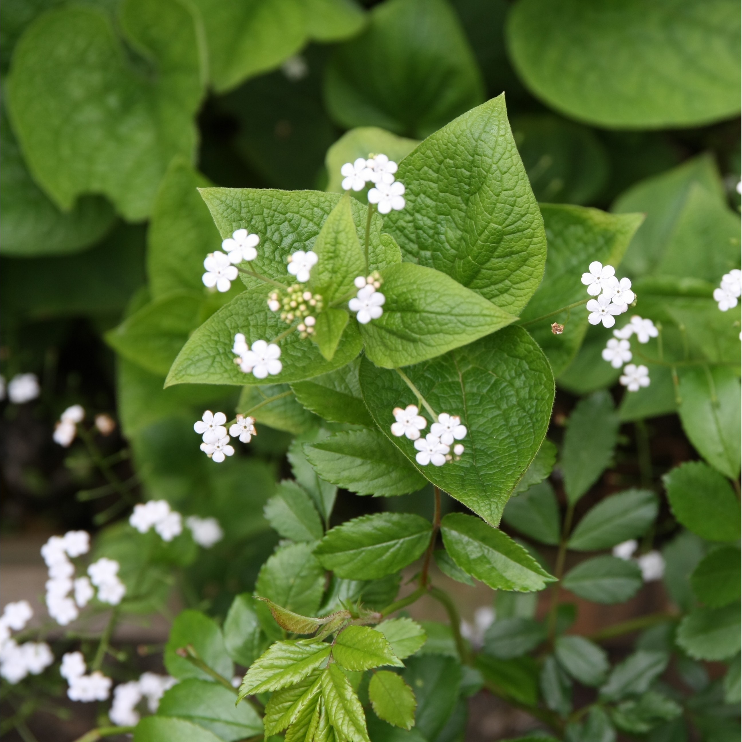Brunnera macrophylla Betty Bowring - Great Forget-me-not – Groundcover ... Brunnera macrophylla Betty Bowring - Great Forget-me-not – Groundcover ...