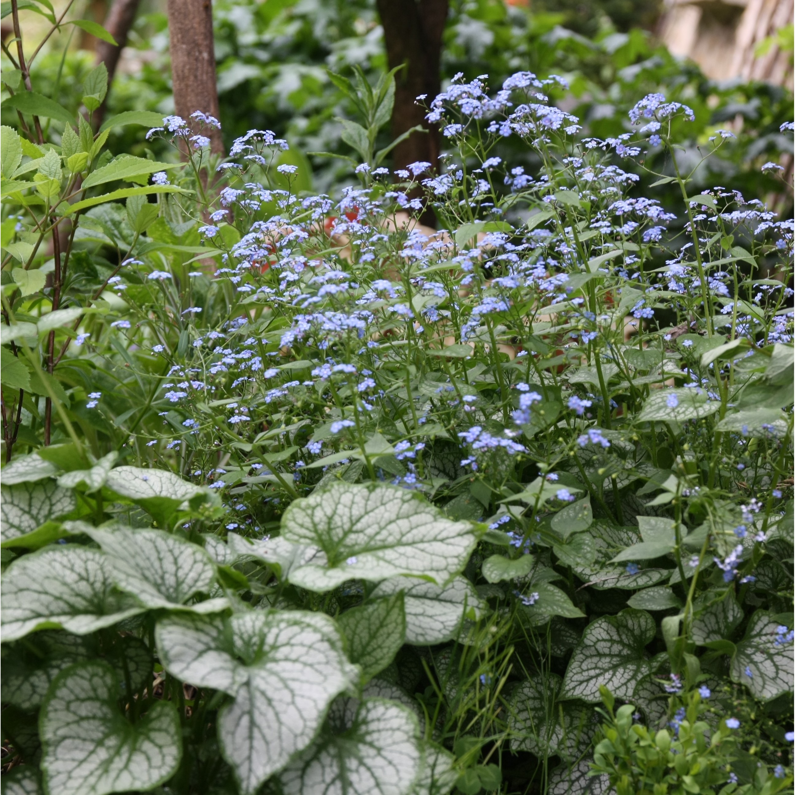Brunnera macrophylla Jack Frost - Great Forget-me-not - Silver ...