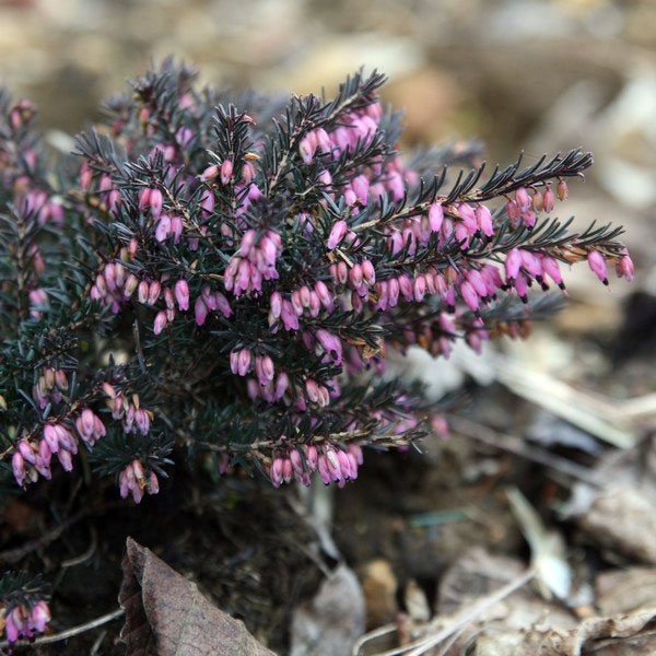 Erica x darleyensis Kramer's Rote - Winter heath in magenta