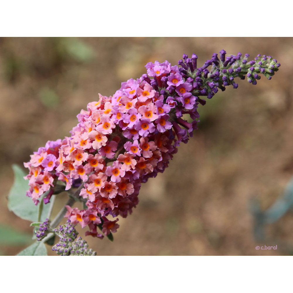Buddleja davidii Flower Power - Butterfly tree with bicoloured spikes.