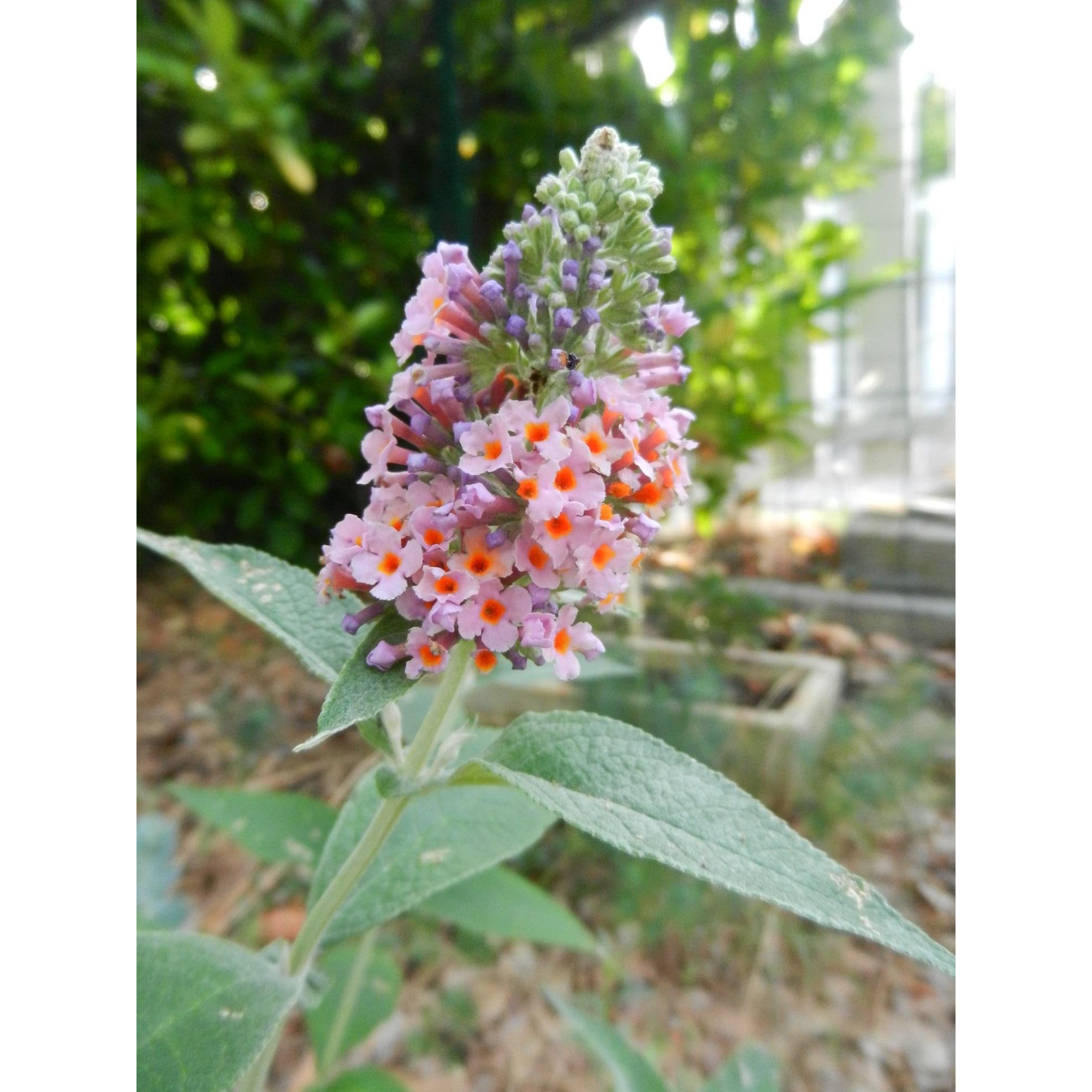Buddleja davidii Flower Power - Butterfly tree with bicoloured spikes.