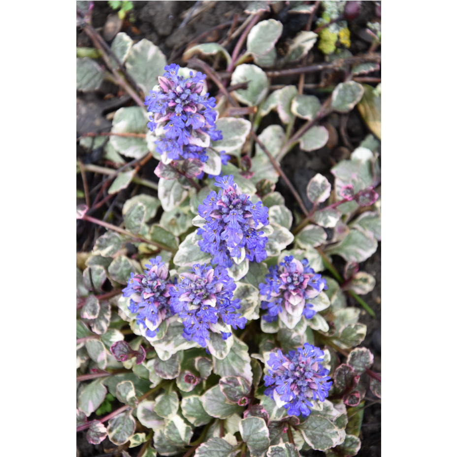 Ajuga reptans Burgundy Glow - Variegated creeping bugle