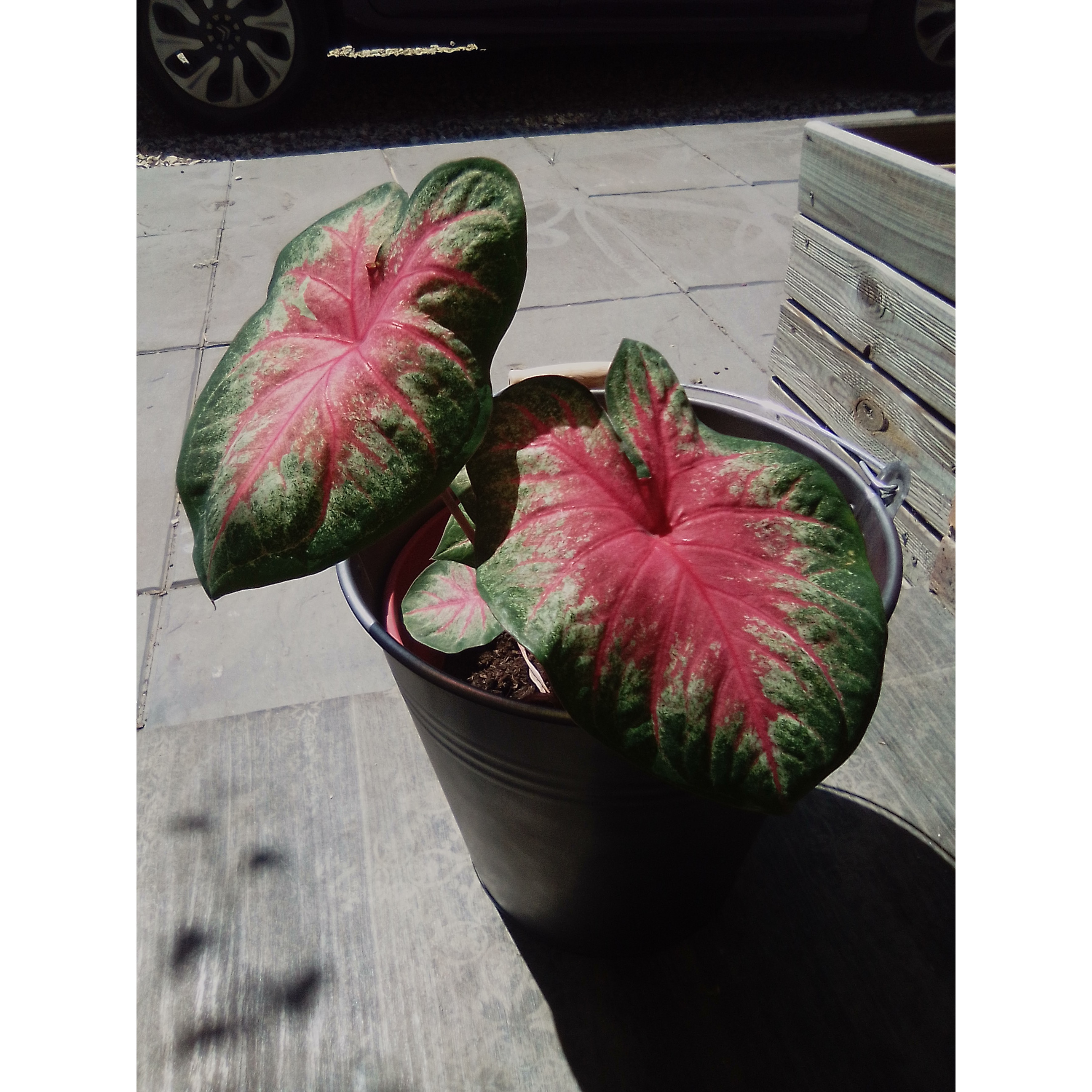 Caladium 'Rosebud' - Bulb - Variegated leaves of green, pink, and white.