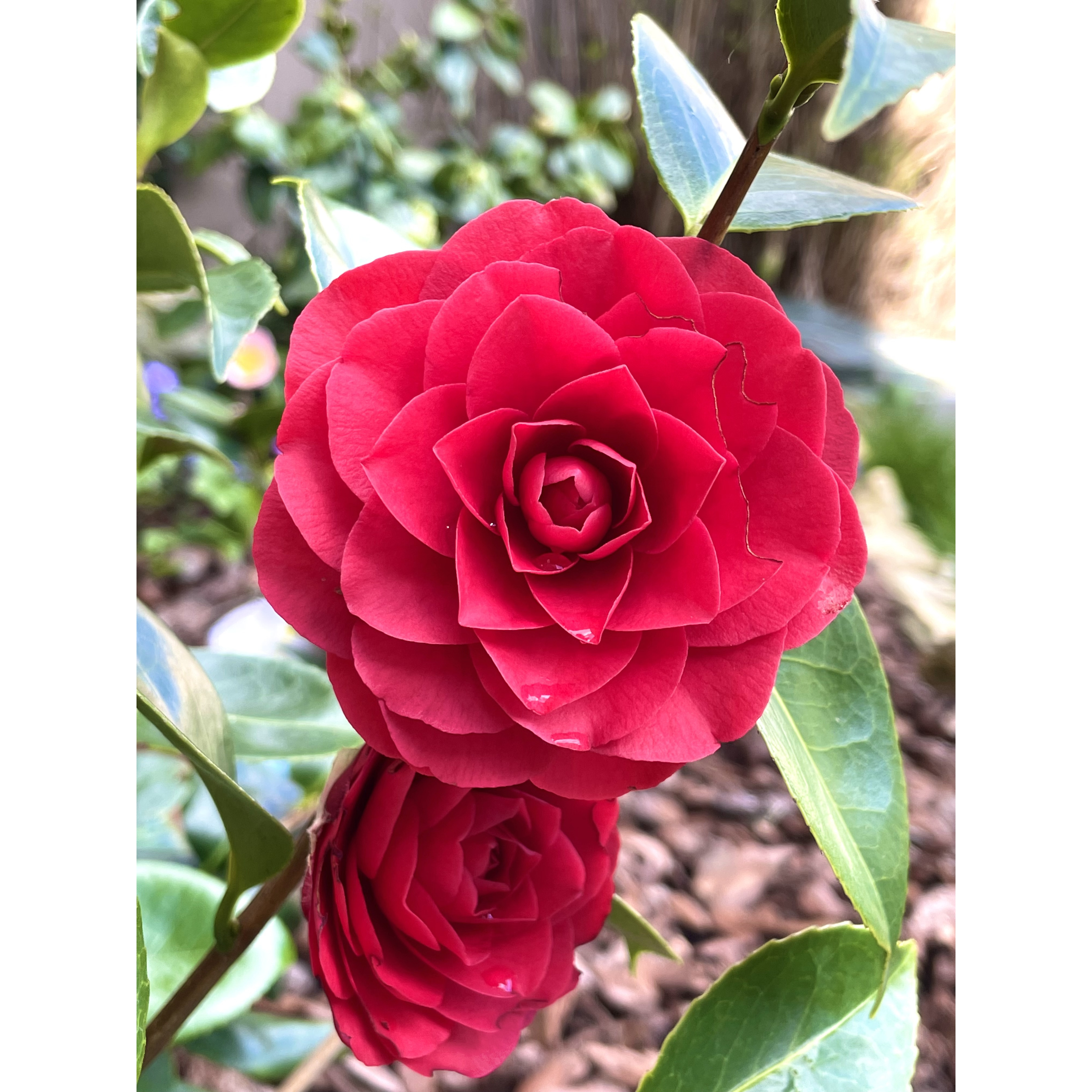 Roger Hall Camellia - Camellia japonica with large double flowers with ...