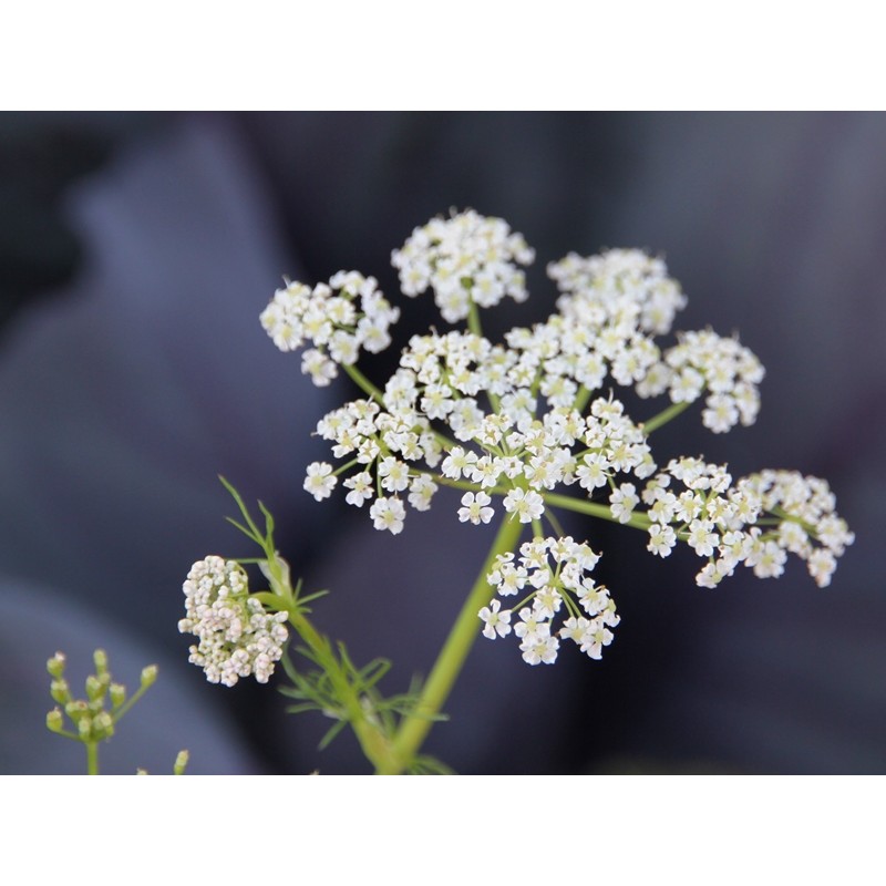 Mead cumin - Carum carvi - A lovely perennial aromatic