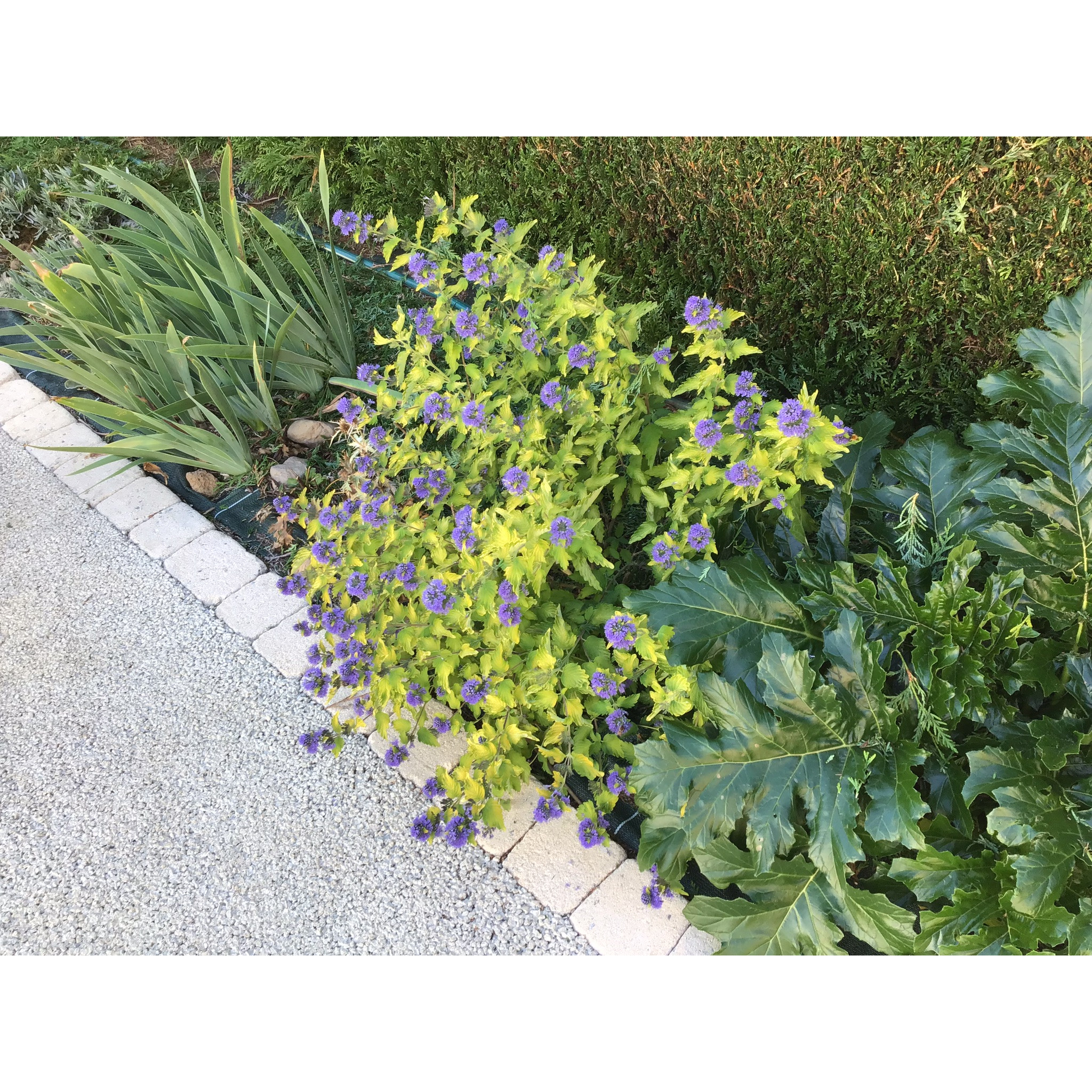 Caryopteris clandonensis Hint of Gold - Bluebeard with golden foliage
