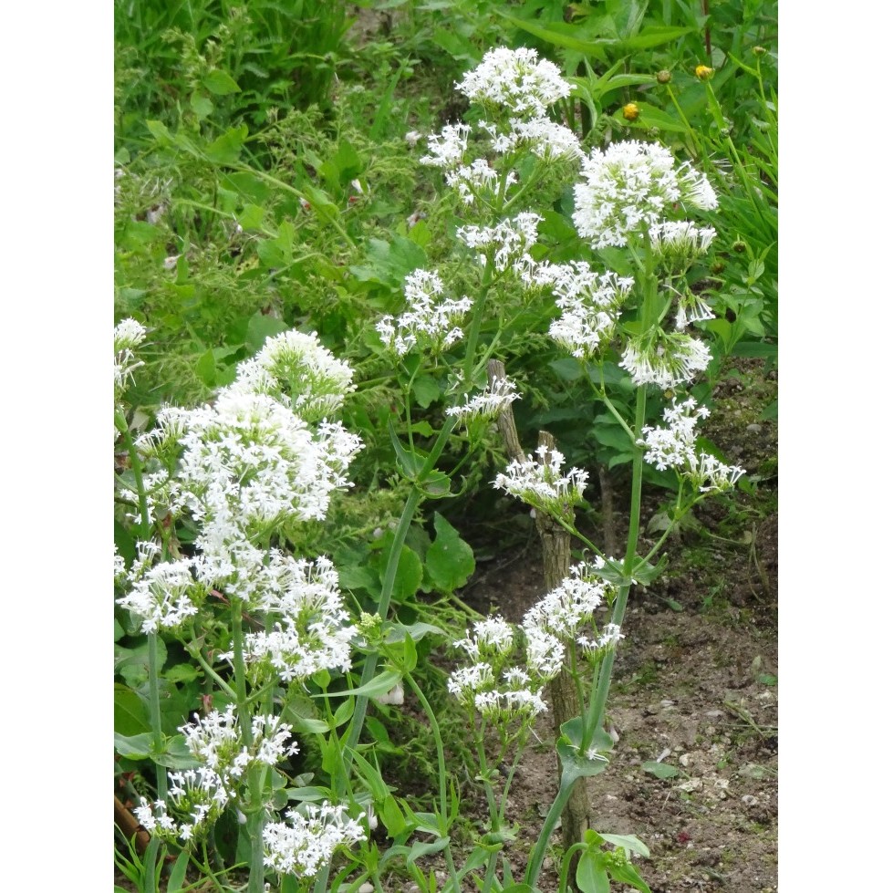 Centranthus ruber Albus - A lovely garden valerian with panicles of ...