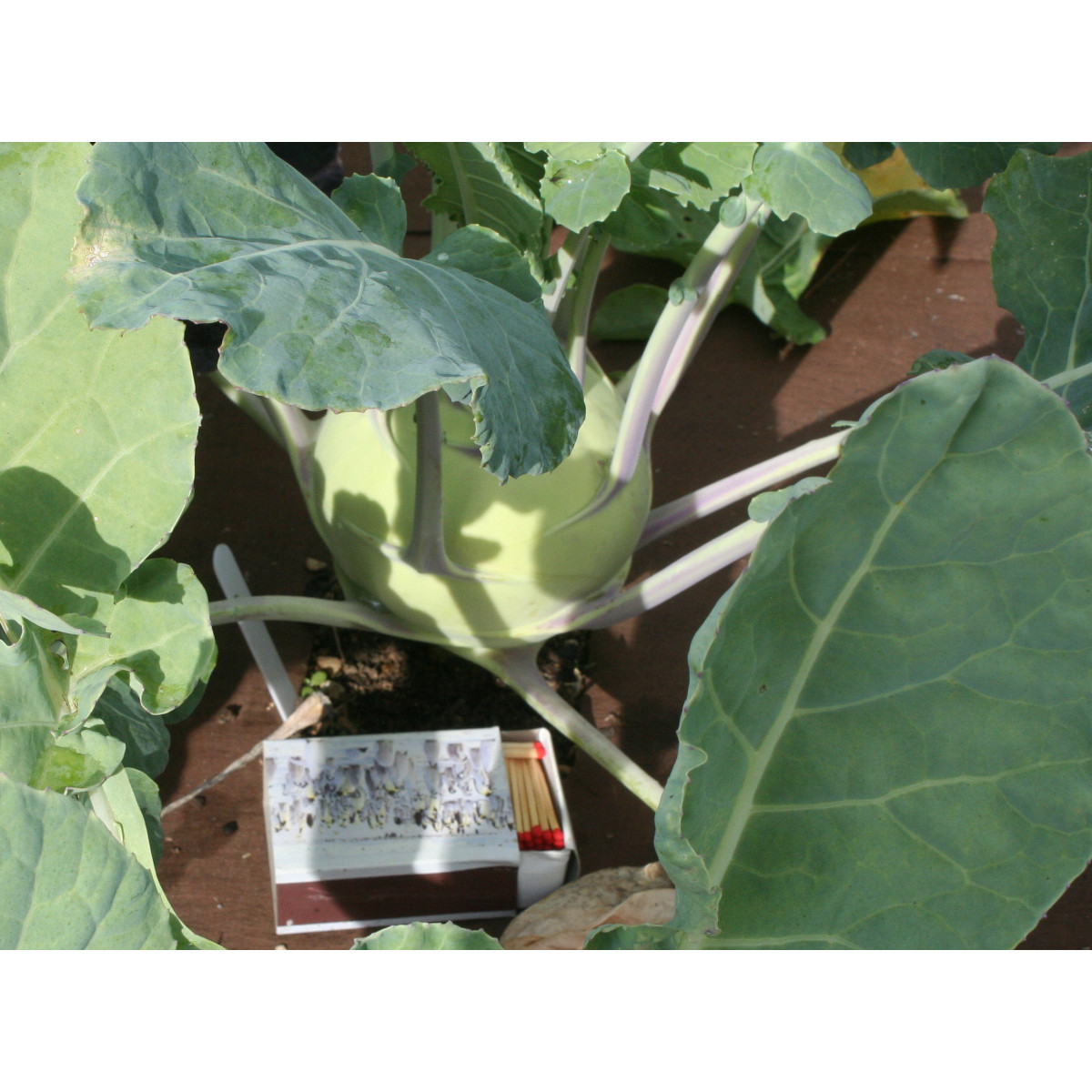 Giant Kohlrabi Superschmelz - Vegetable Seeds - Cabbage turnip