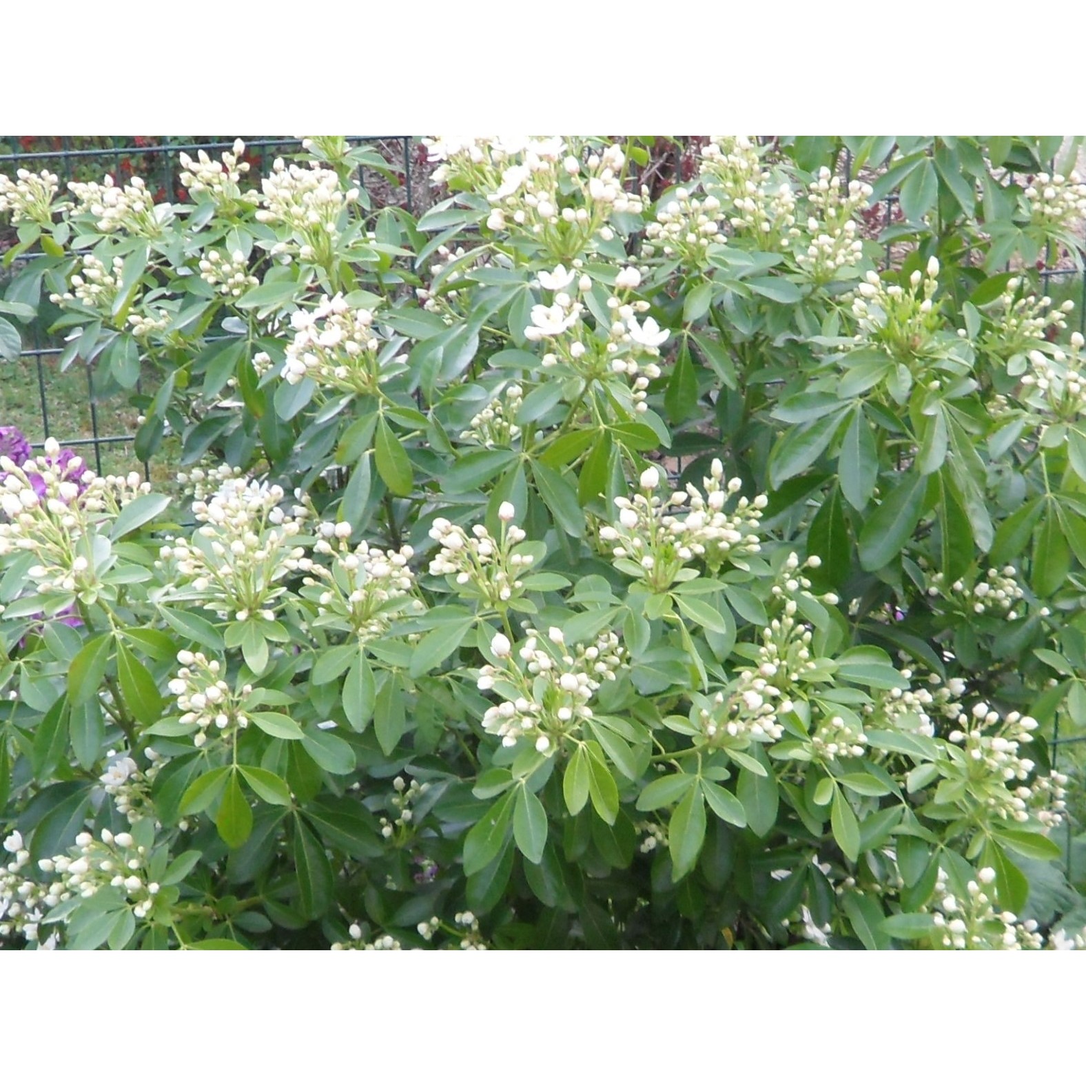 Mexican Orange Blossom - Choisya ternata - Evergreen foliage, tender ...