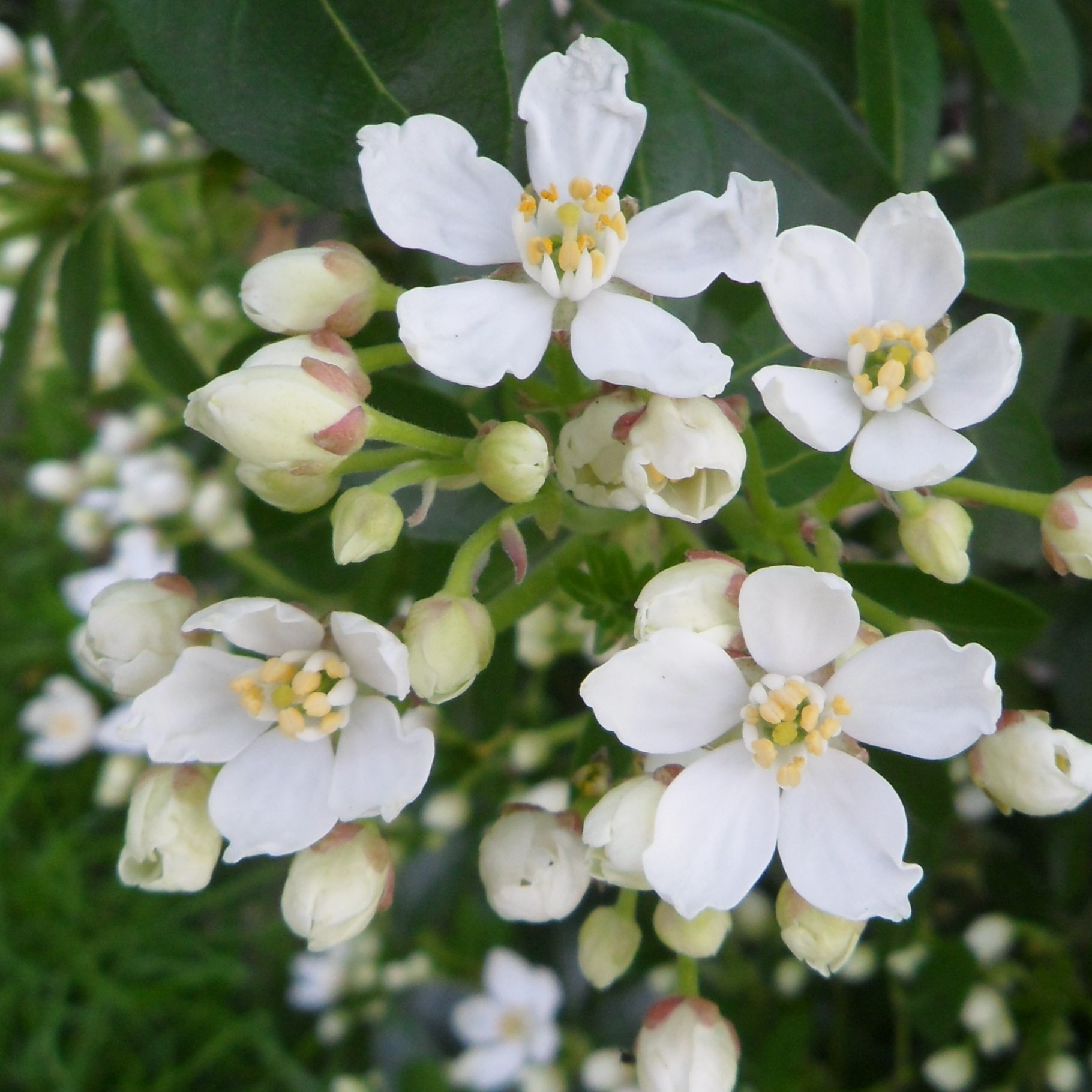 Mexican Orange Blossom - Choisya ternata - Evergreen foliage, tender ...