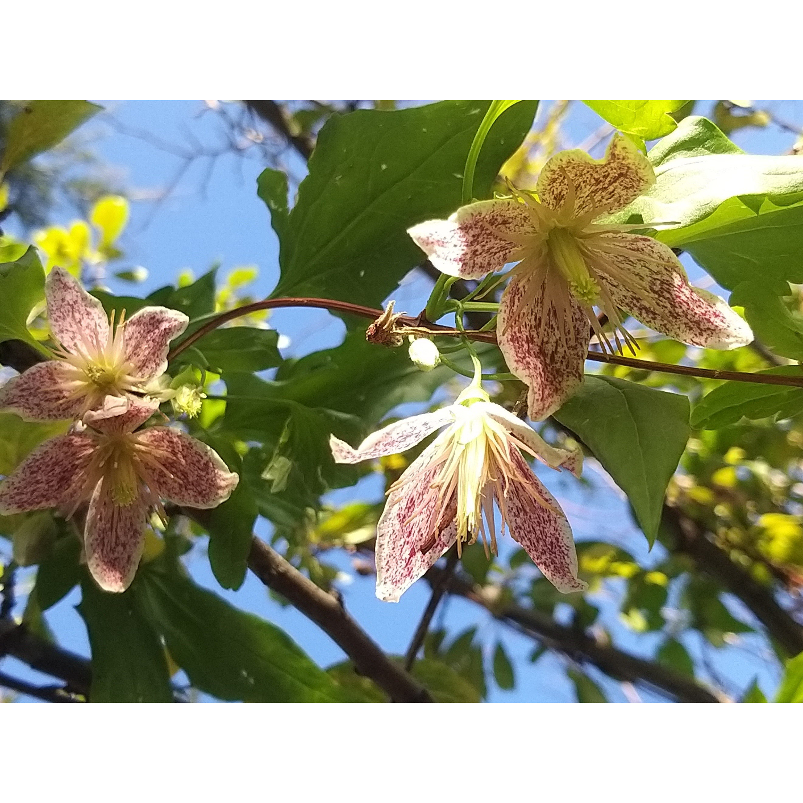 Christmas Clematis Advent Bells - Clematis cirrhosa with winter flowering.