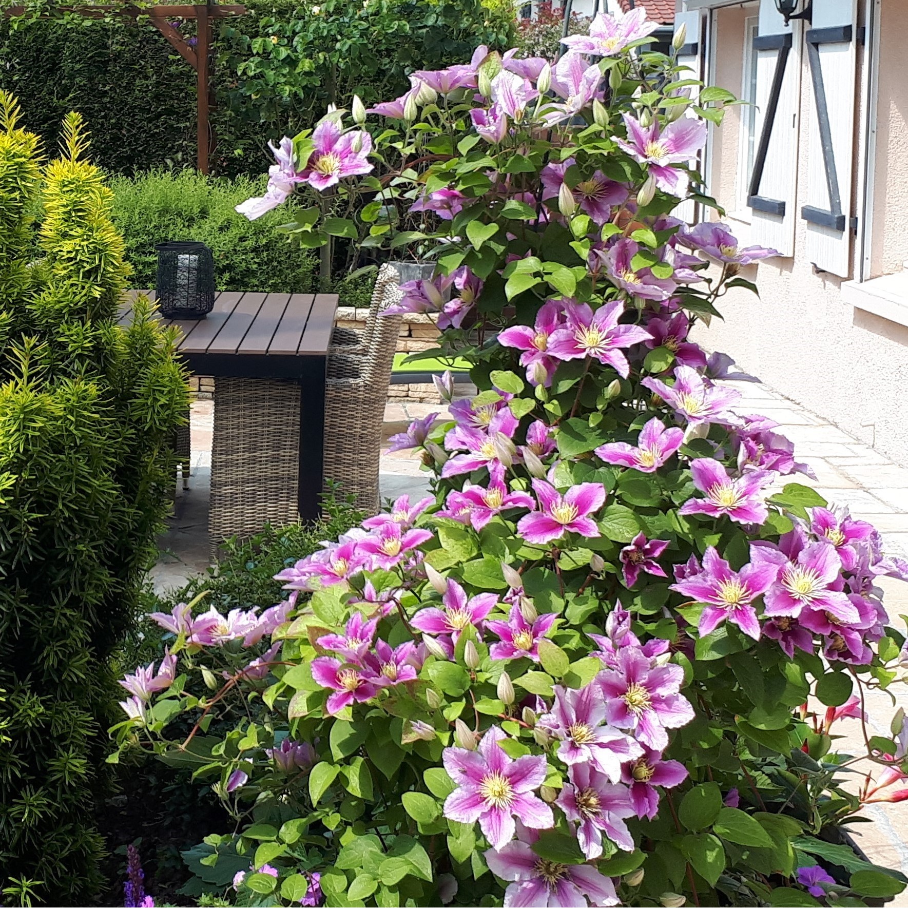 Clematis - Clematis 'Piilu' - A compact climbing perennial with two ...