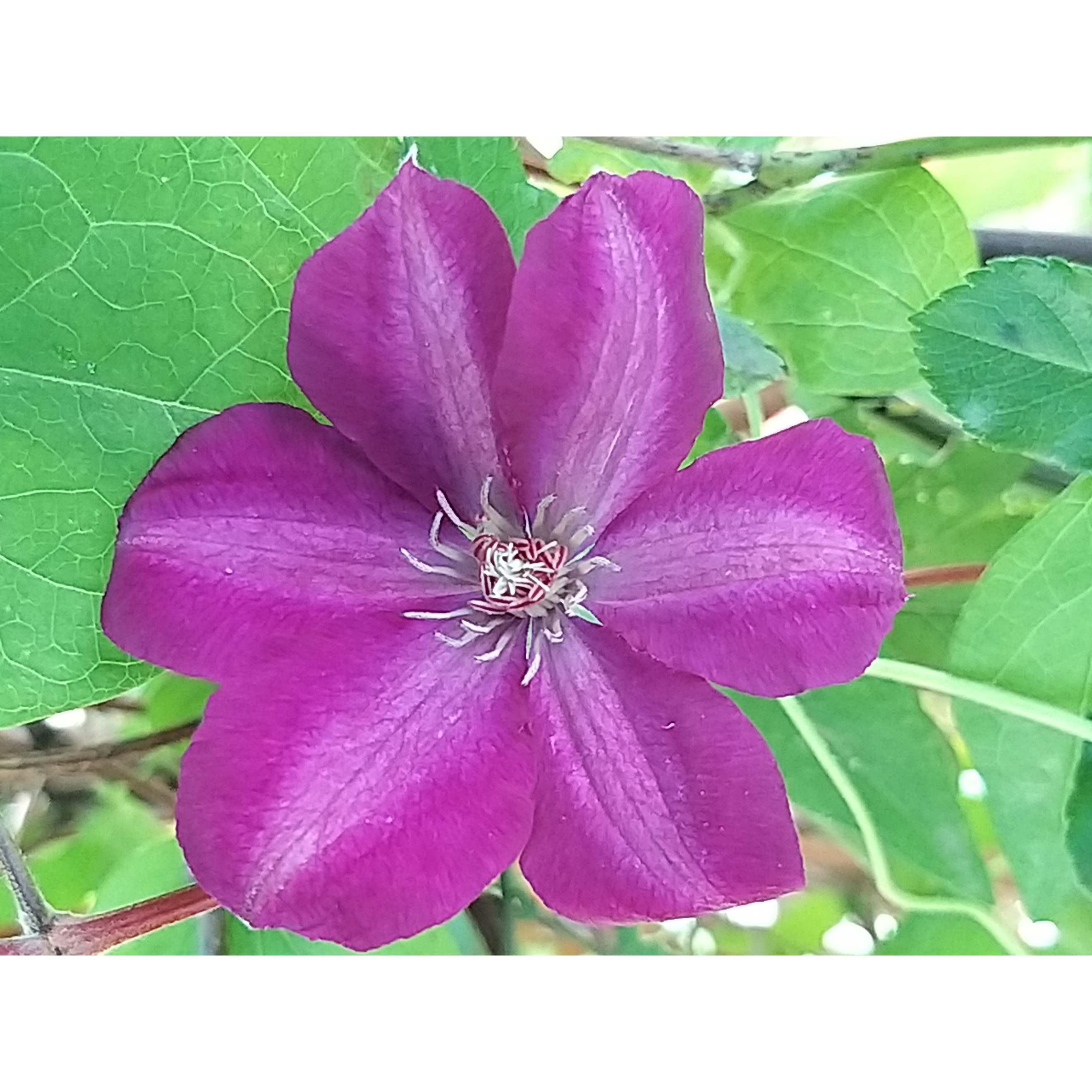 Clematis Rouge Cardinal - Clematis with large dark red-pink flowers.