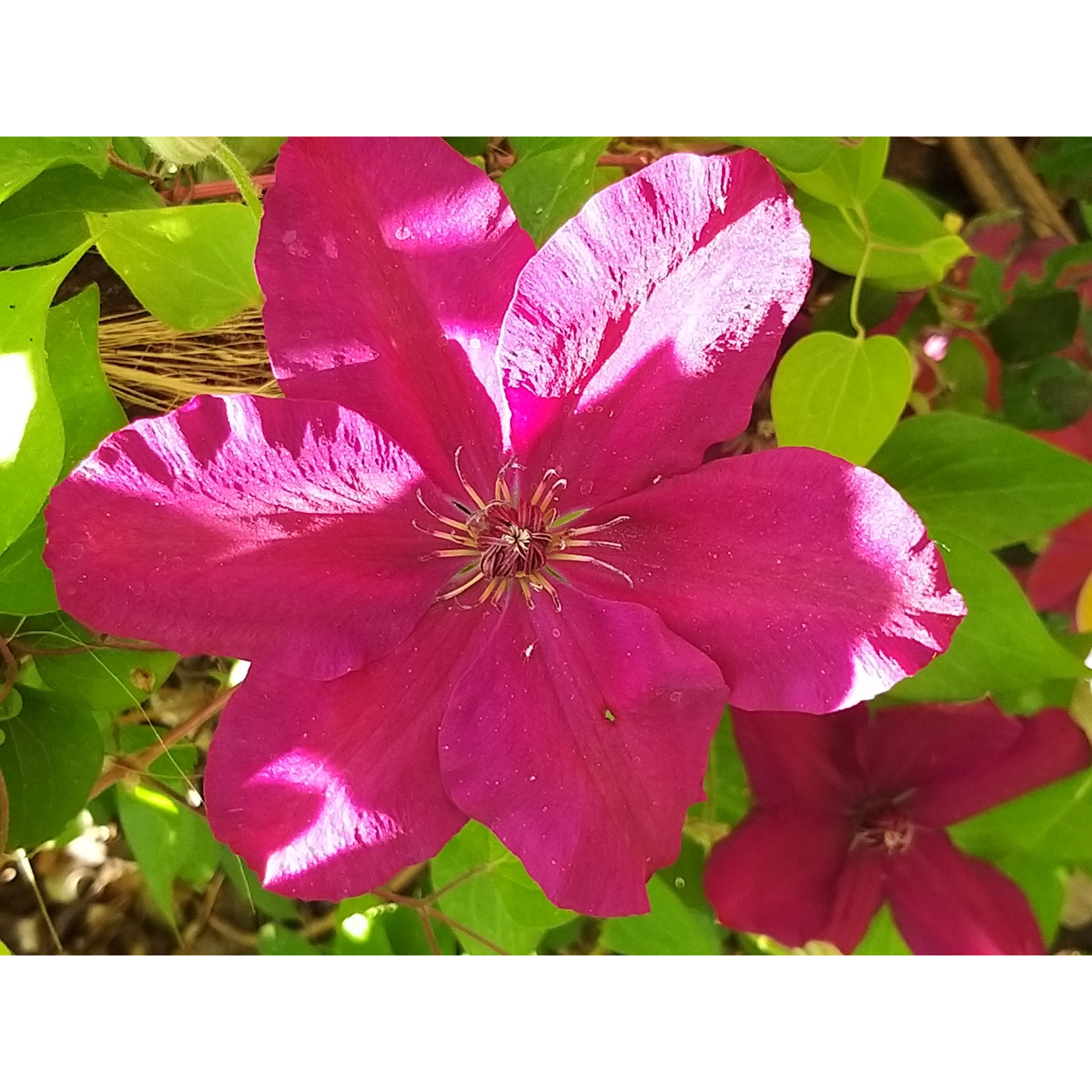Clematis Westerplatte - Deciduous climber with velvety dark red flowers.