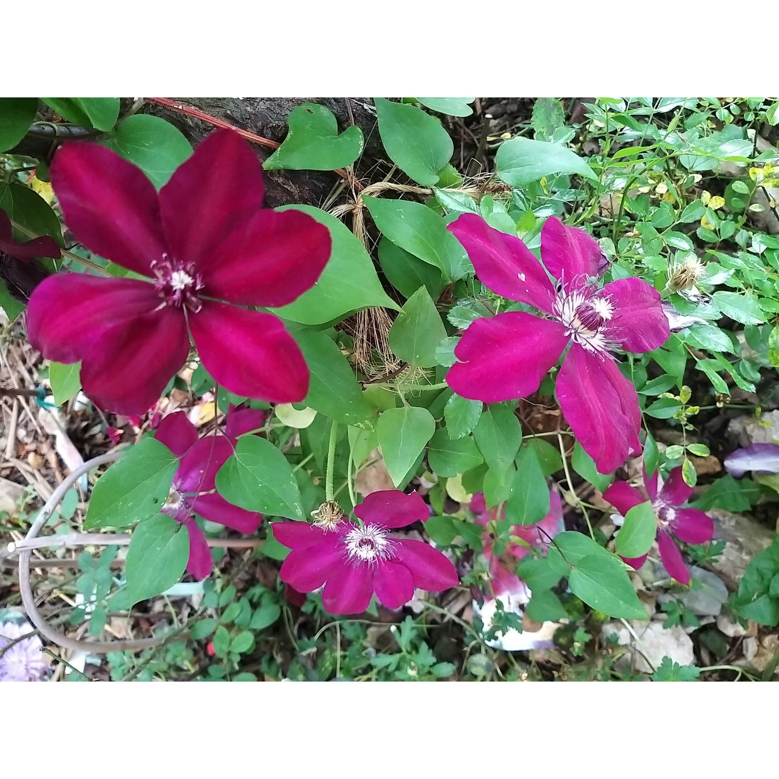 Clematis Westerplatte - Deciduous climber with velvety dark red flowers.