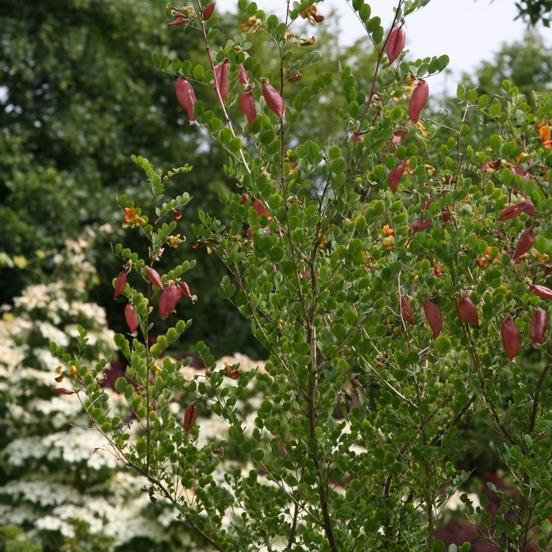 Colutea arborescens - Bladder senna - Tree with unique fruit
